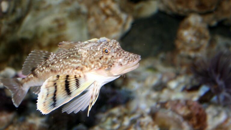 Merle du Nord : le poisson bizarre avec des pattes de crabe qu'il ...