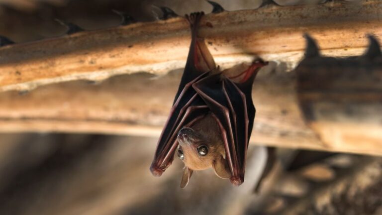 Pourquoi les chauves-souris pendent-elles la tête en bas pour dormir ...
