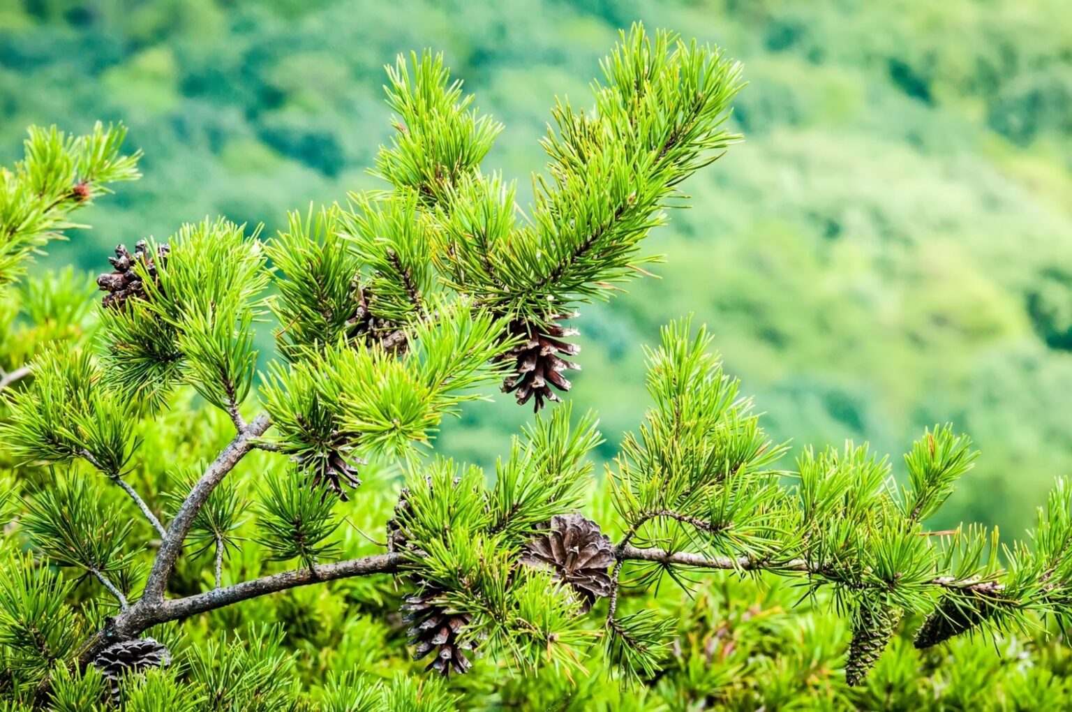 15 belles conifères qui s'adaptent parfaitement aux petits jardins ...