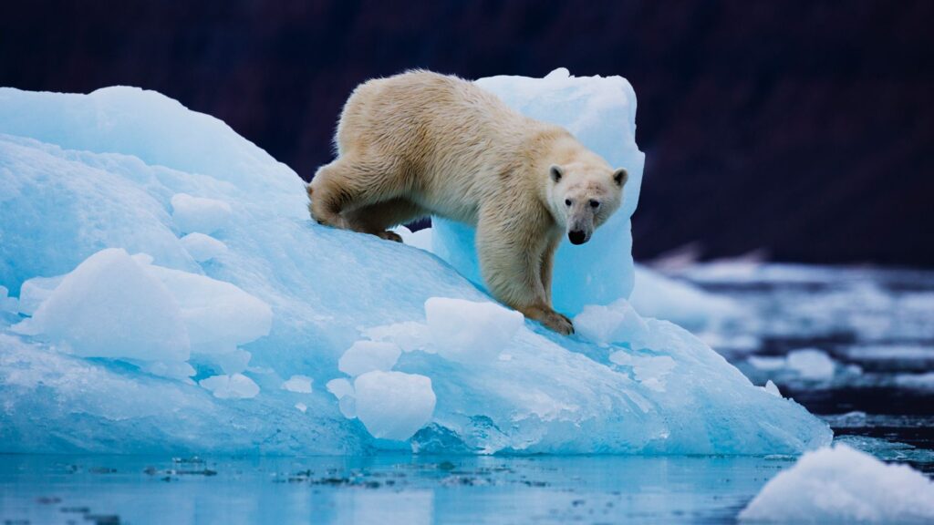Les ours polaires du sud du Groenland « utilisent des gènes sauteurs ...