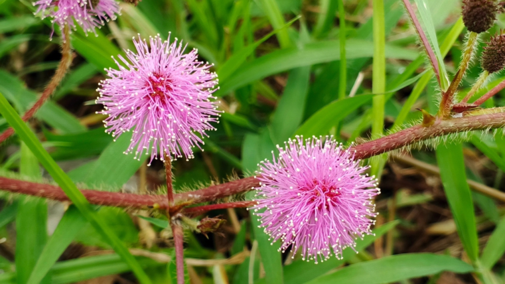 12 plantes uniques qui semblent complètement différentes à mesure qu ...